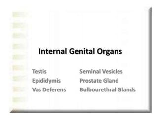 human reproductive system | PPT