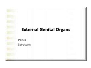 human reproductive system | PPTX