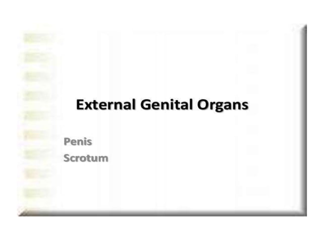 human reproductive system | PPT