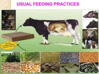 Complete feed block.pptx