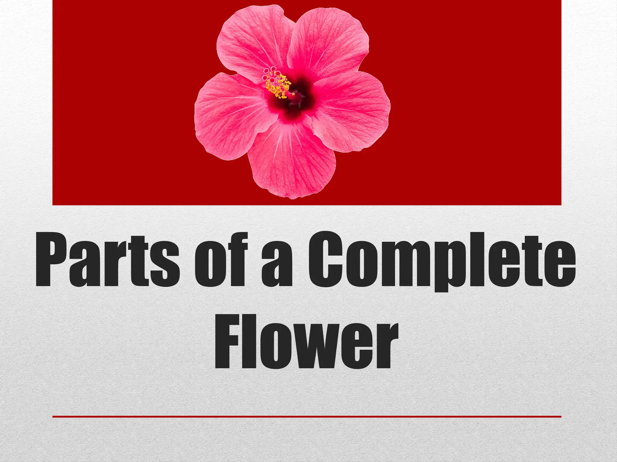 Complete Flower, functions of complete flower | PPTX