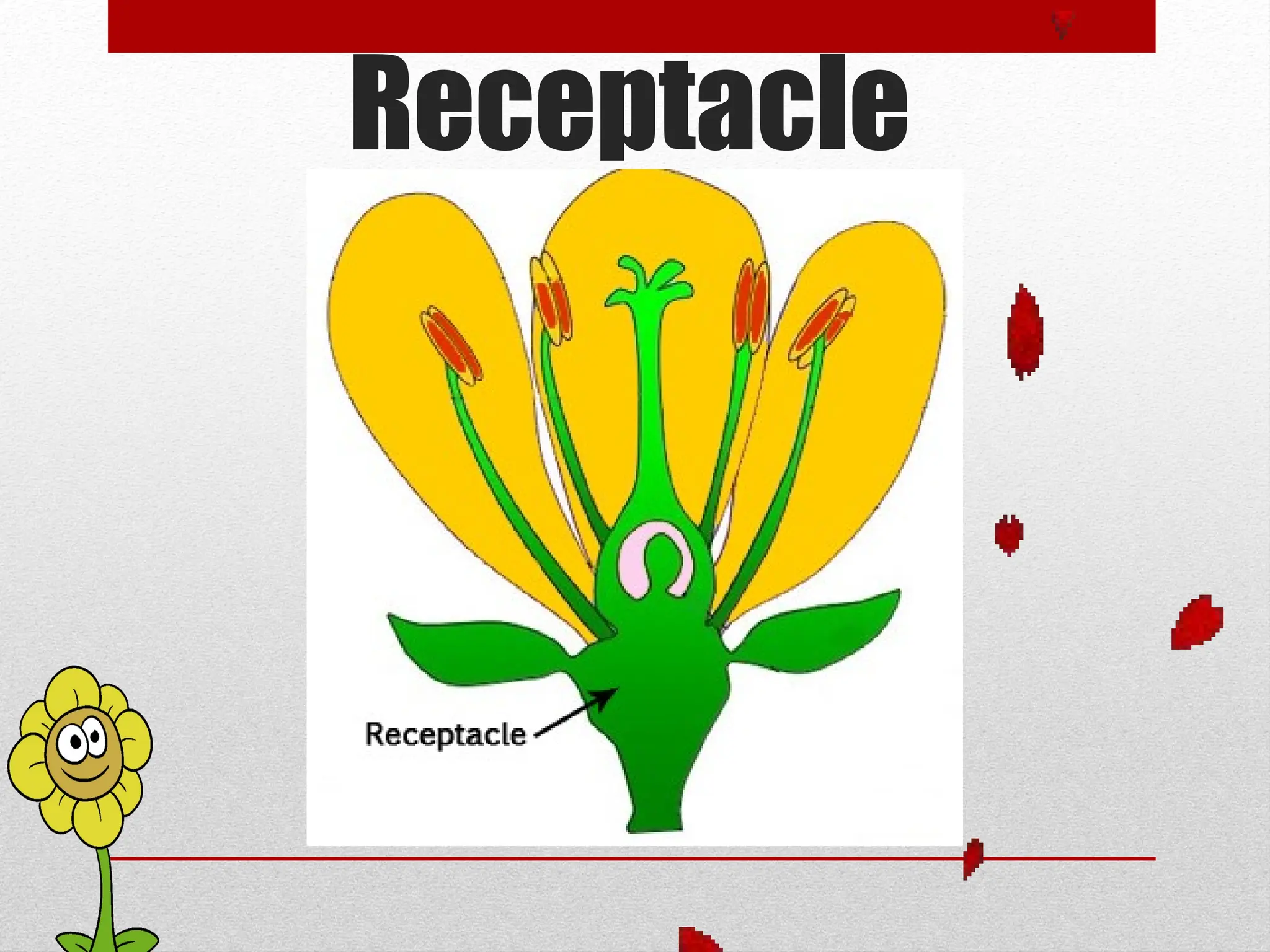 Complete Flower, functions of complete flower | PPTX