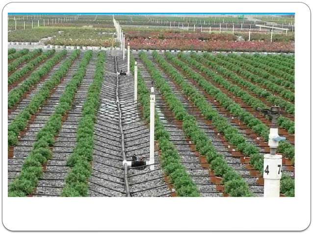 Complete LECT 14 AND 15 BASIC AGRICULTURE (3).pptx