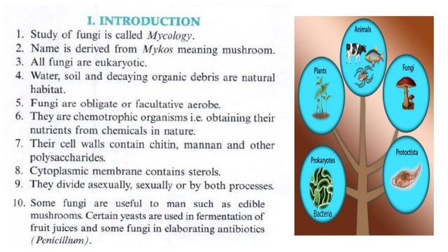 Medical Mycology notes | PDF