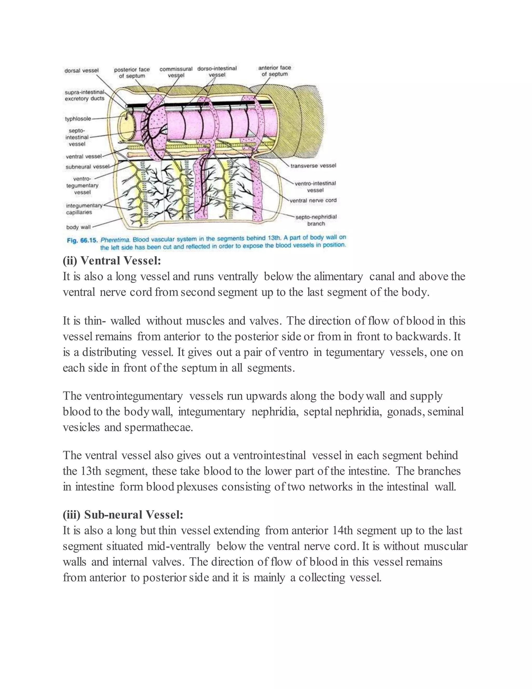 Complete notes on earthworm 11 | DOCX