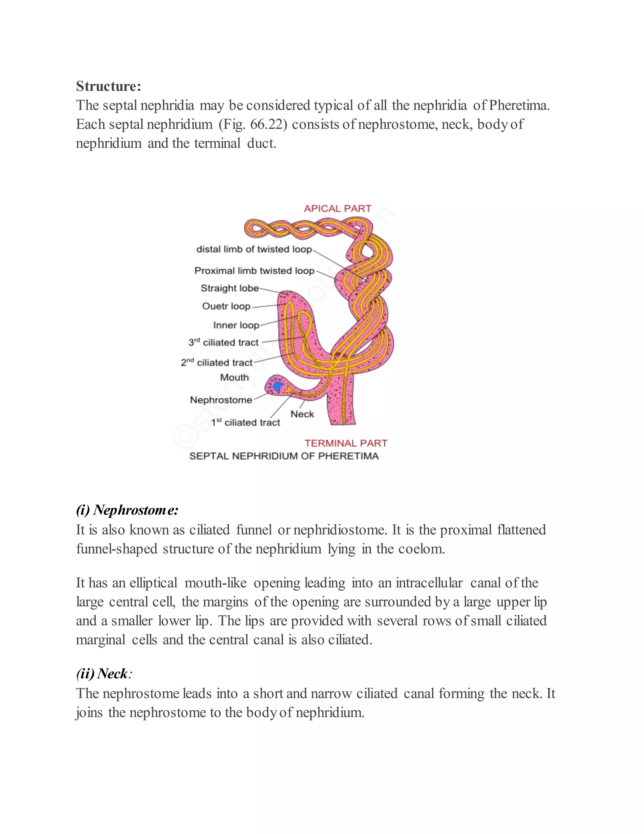Complete notes on earthworm 11 | DOCX