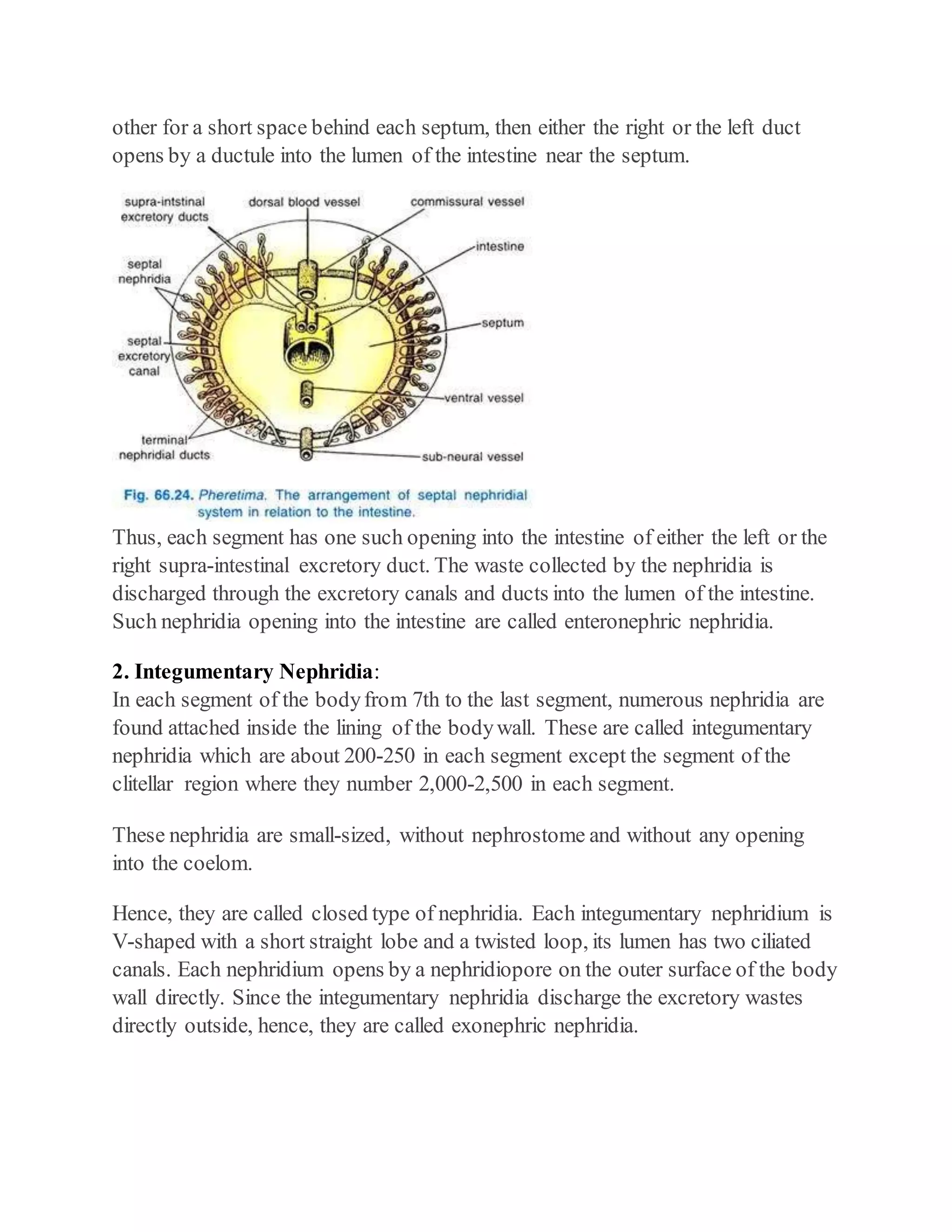 Complete notes on earthworm 11 | DOCX