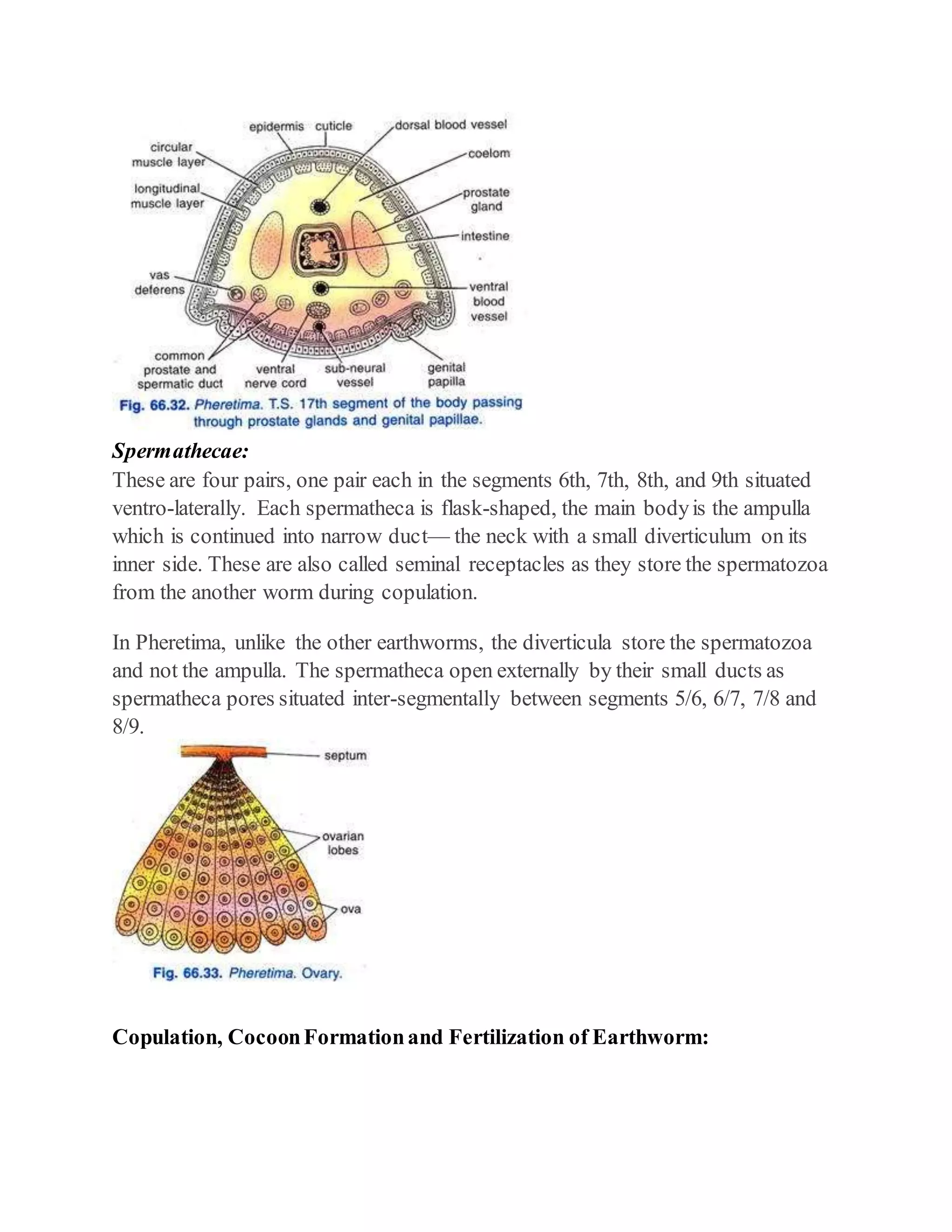 Complete notes on earthworm 11 | DOCX