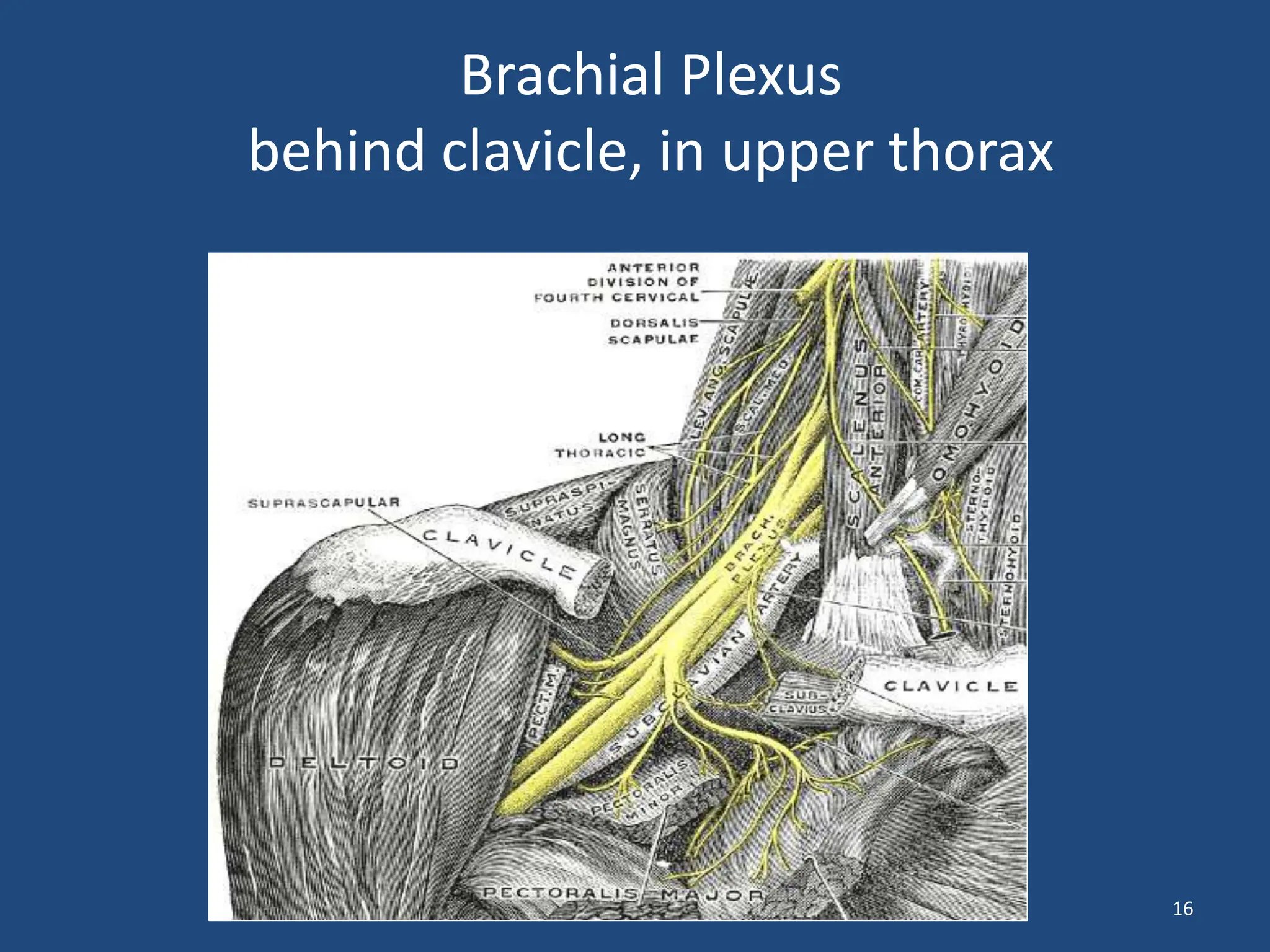 Complete Peripheral Nerves Disease..pptx