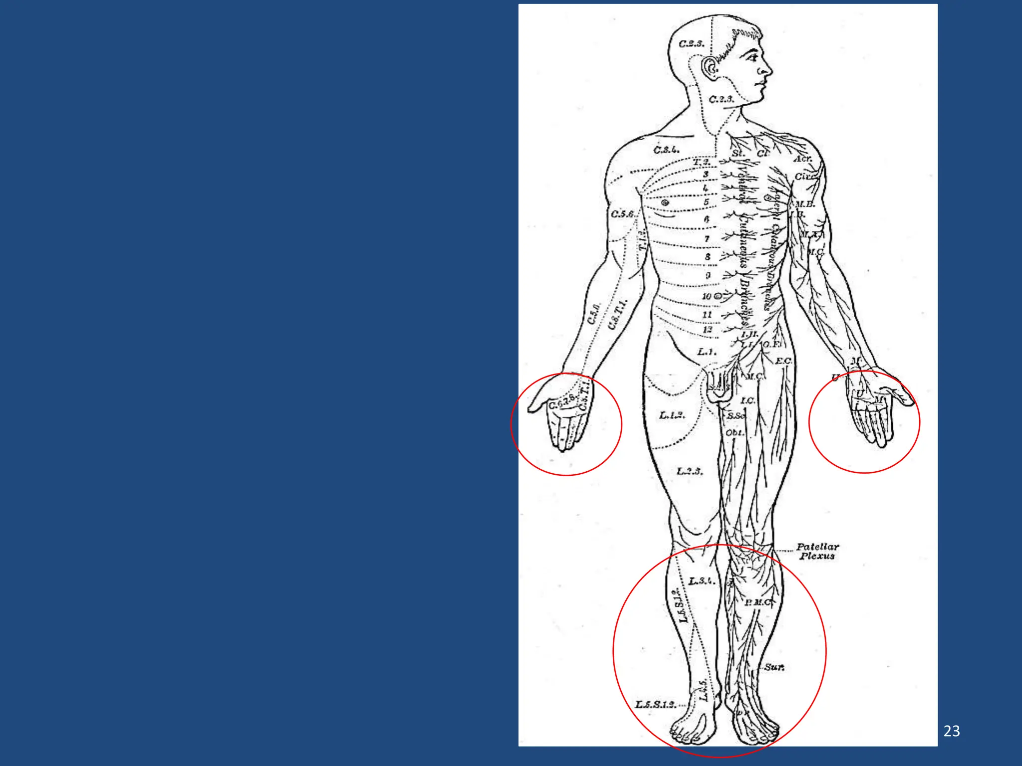 Complete Peripheral Nerves Disease..pptx