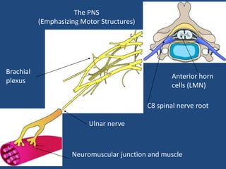 Complete Peripheral Nerves Disease..pptx