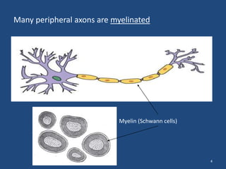 Complete Peripheral Nerves Disease..pptx