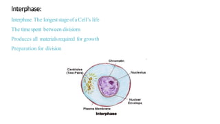 cell cycel , and its stages | PPT