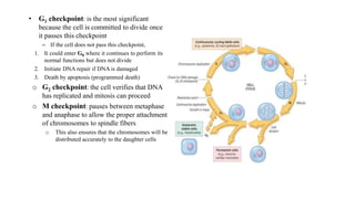 cell cycel , and its stages | PPT
