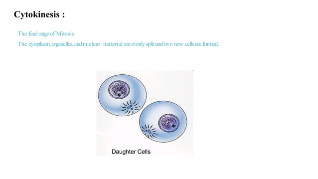 cell cycel , and its stages | PPT