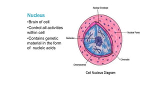cell cycel , and its stages | PPT