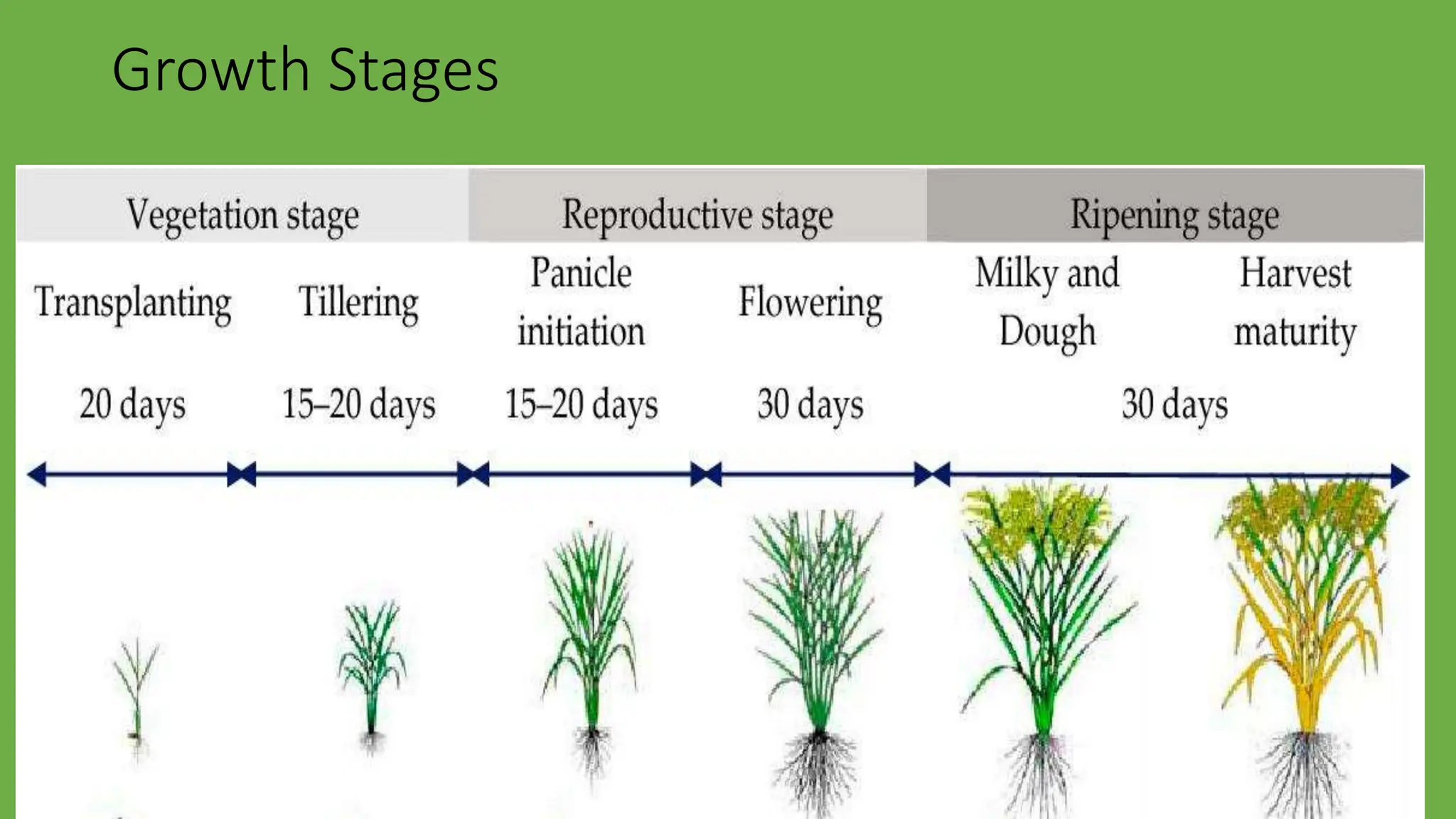Complete Rice Cultivation.pptx