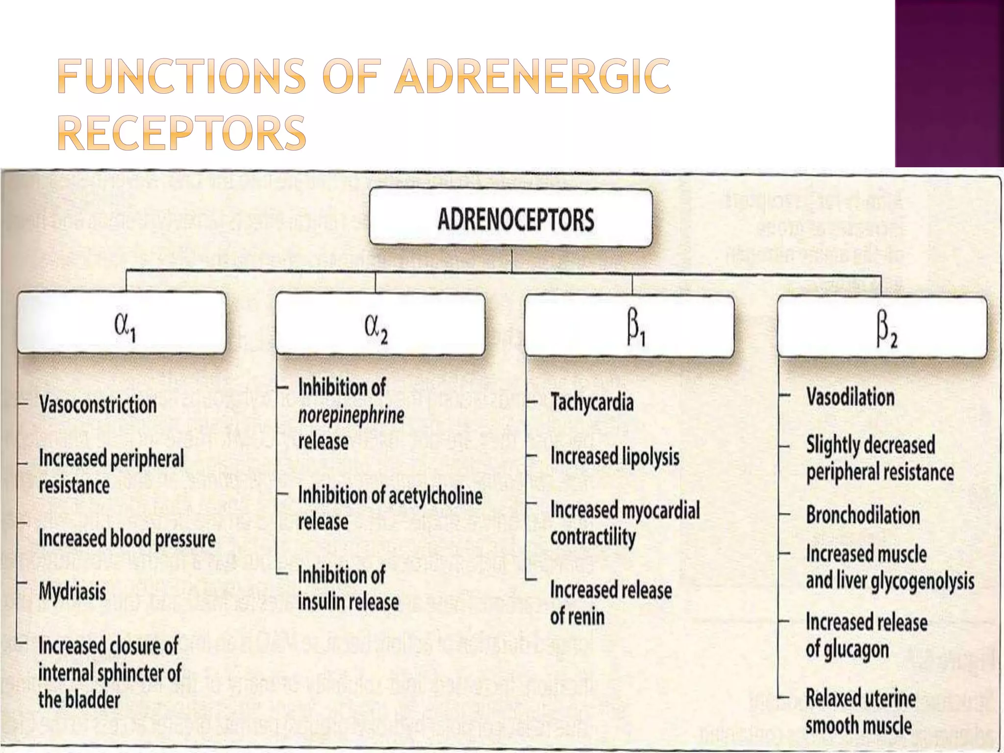 adrenergic agonists & antagonists | PPTX