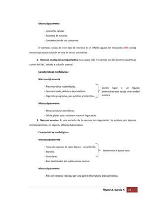 Morfofisiopatología Humana I (Actividades Orientadoras) | PDF
