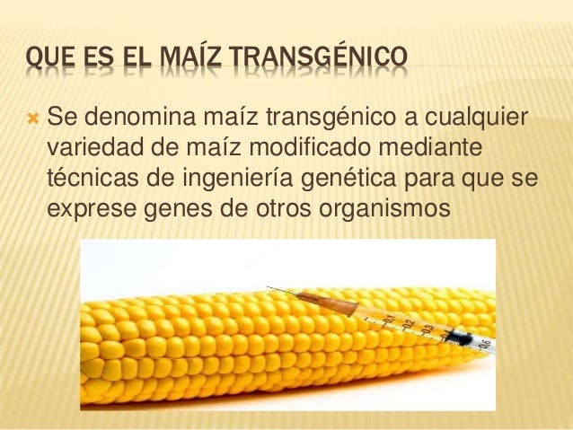 el maiz transgenico