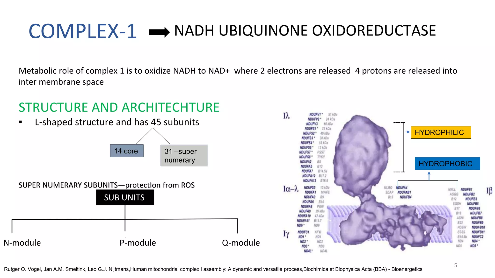 MITOCHONDRIAL COMPLEX 1 ROLE IN PARKINSONISM | PPTX