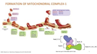 MITOCHONDRIAL COMPLEX 1 ROLE IN PARKINSONISM | PPTX