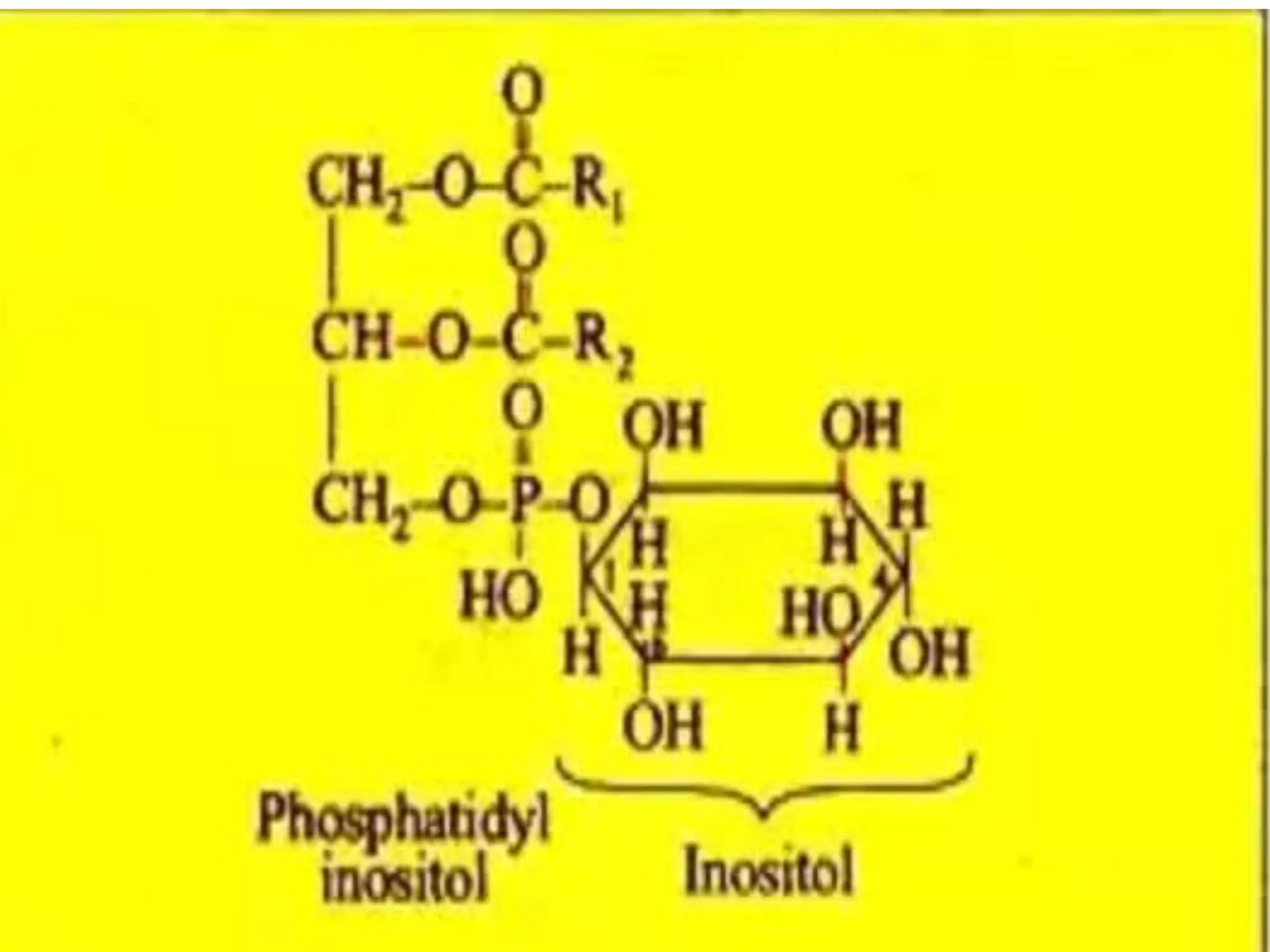 Complex lipids (phosholipid) structure & function | PPTX