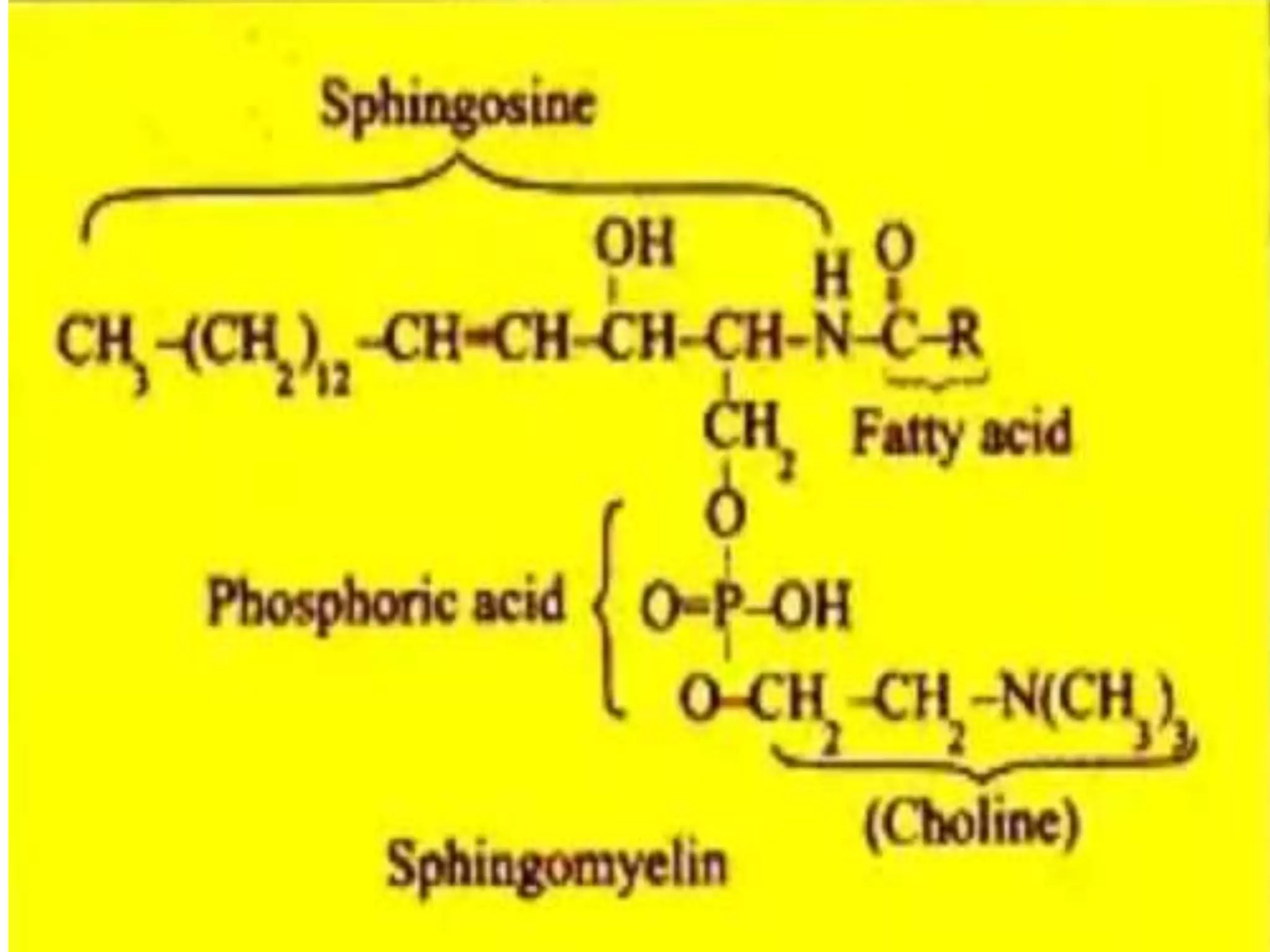 Complex lipids (phosholipid) structure & function | PPTX | Chemistry ...