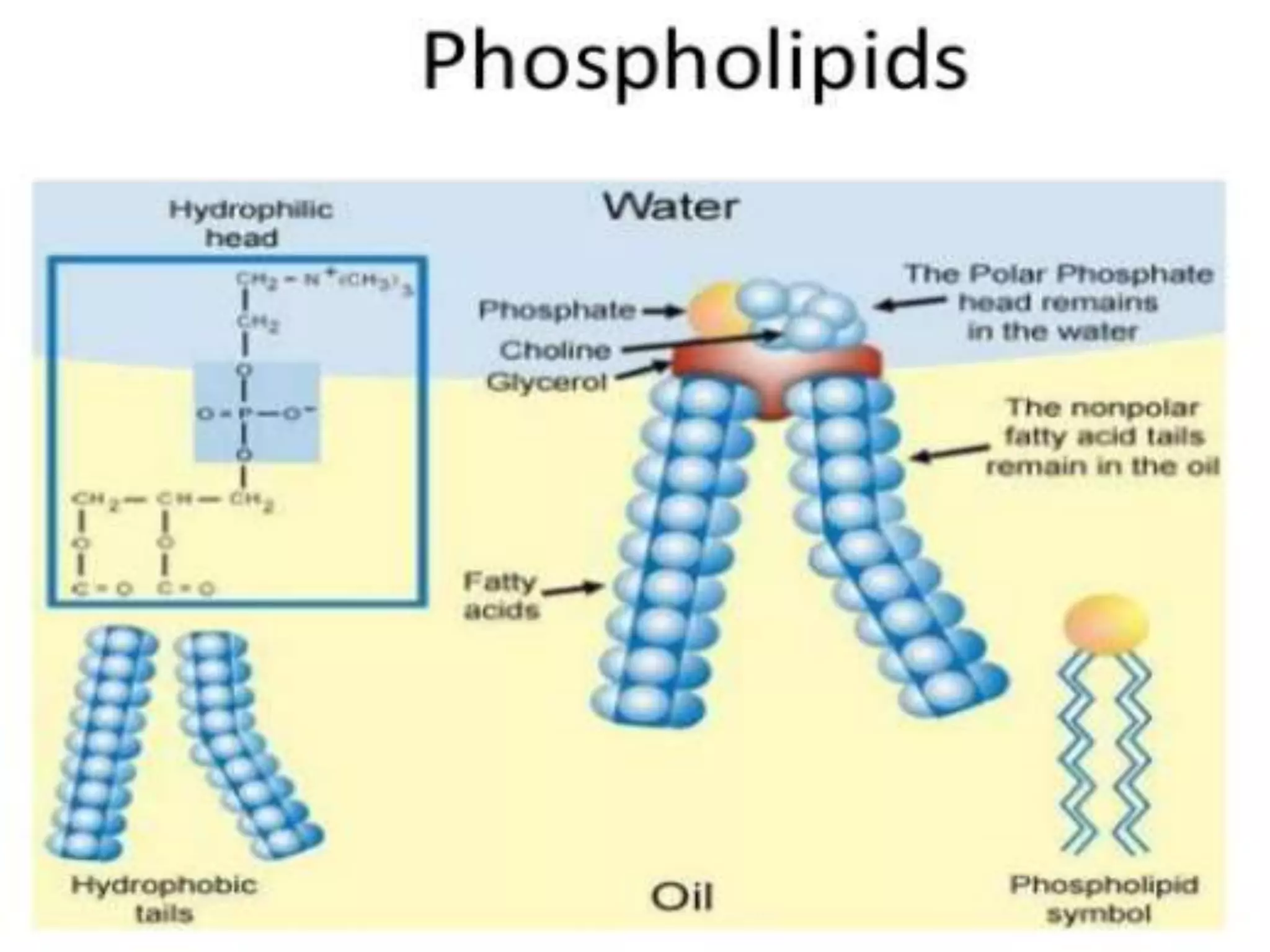 Complex lipids (phosholipid) structure & function | PPTX | Chemistry ...
