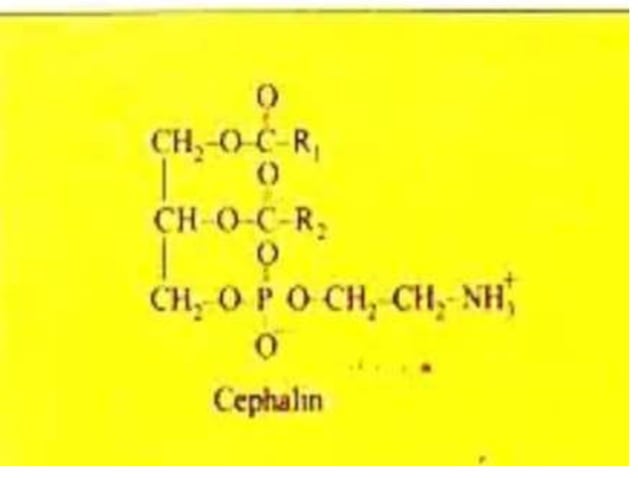 Complex lipids (phosholipid) structure & function | PPTX | Chemistry ...