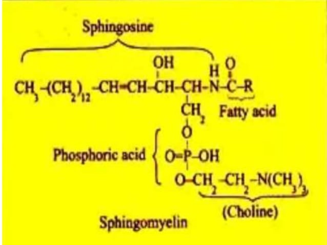 Complex lipids (phosholipid) structure & function | PPTX | Chemistry | Science