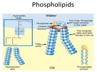 Complex lipids (phosholipid) structure & function | PPTX