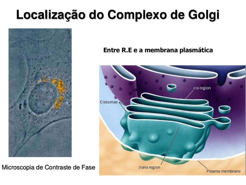 Complexo De Golgi