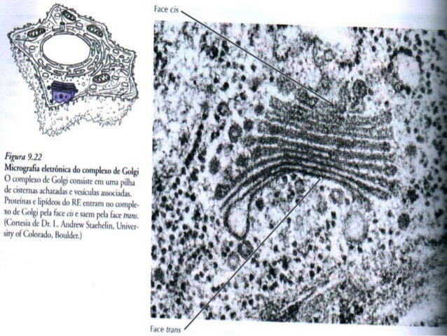Complexo de golgi biologia uern