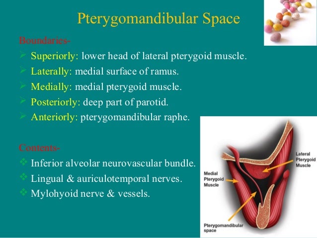 Pterygomandibular Space Boundaries Endodontic Emergencies | Pocket