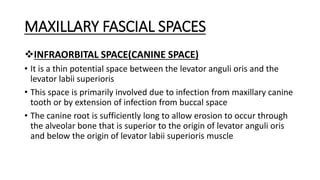 Complex odontogenic infections(maxilla) | PPTX | Ear, Nose and Throat ...