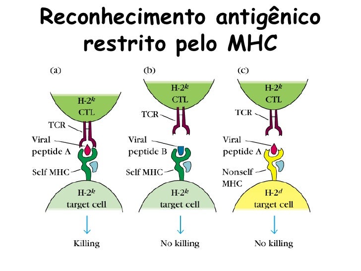 Complexo Principal De Histocompatibilidade Chp