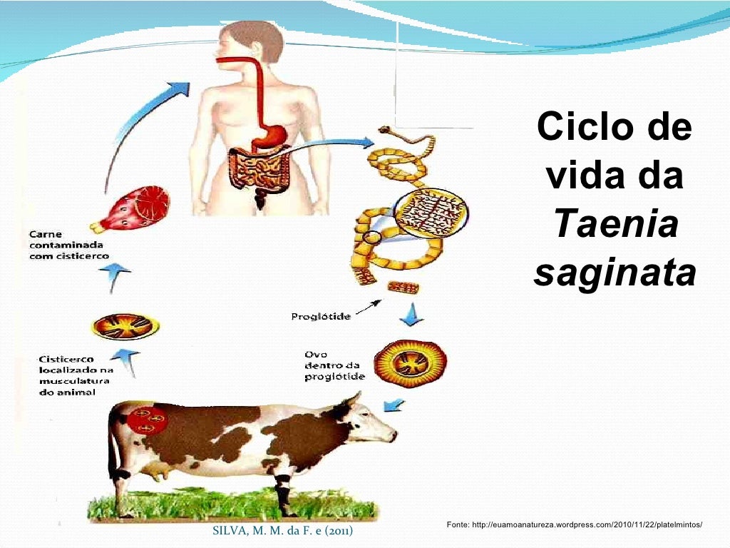 Diferença Entre Teníase E Cisticercose - RETOEDU