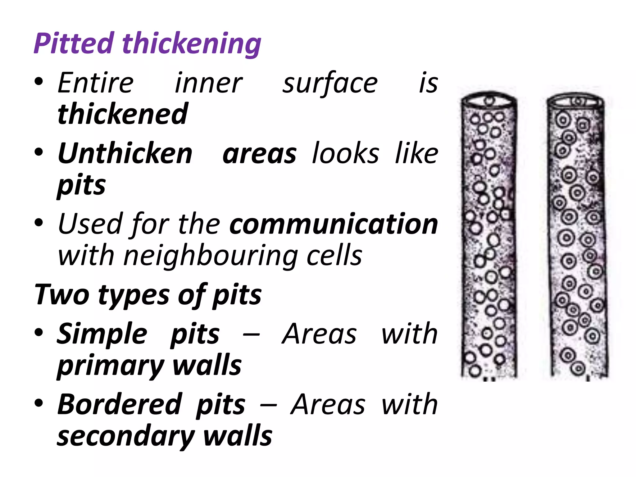 Complex permanent tissue | PPTX