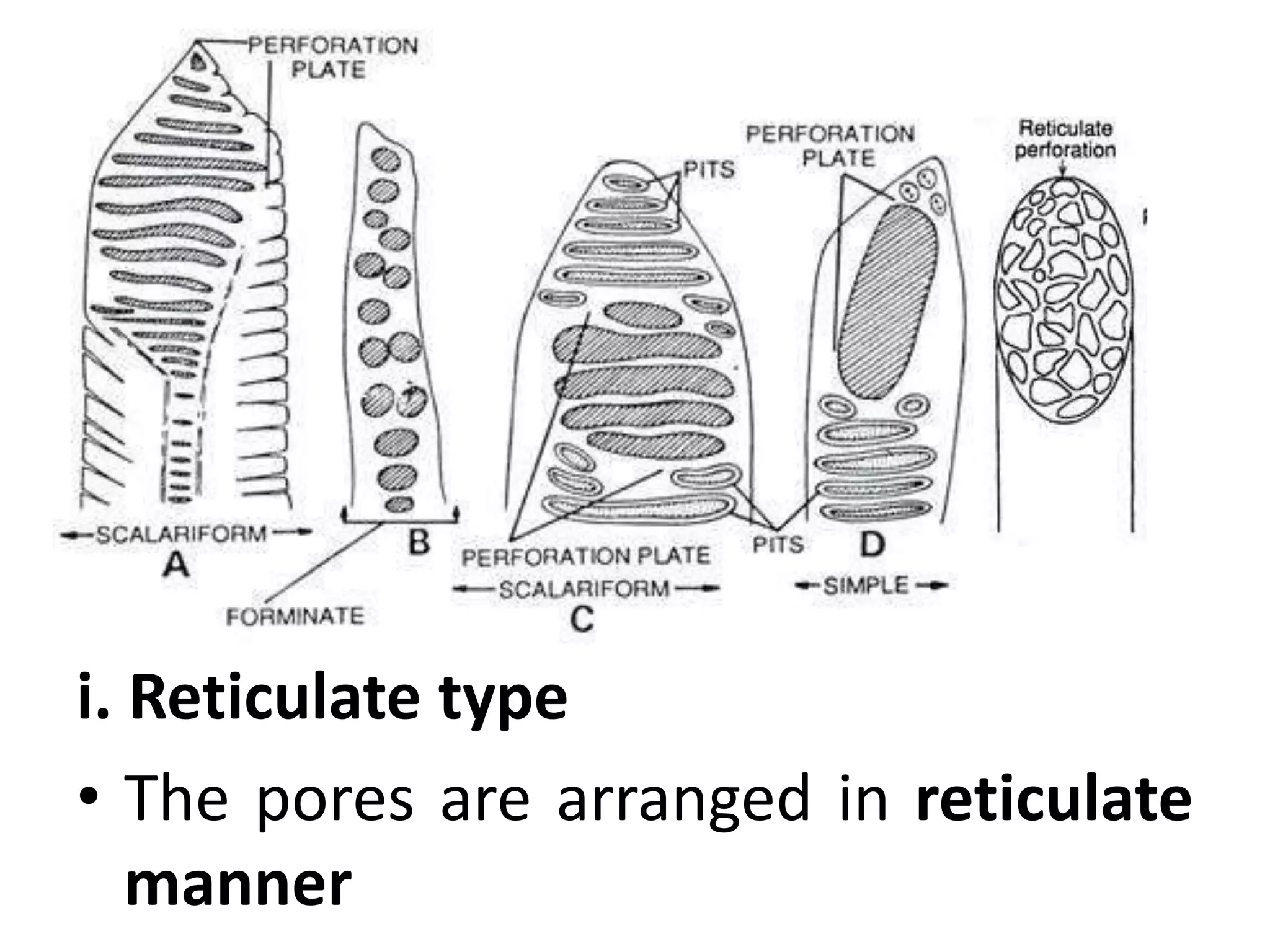 Complex permanent tissue | PPTX