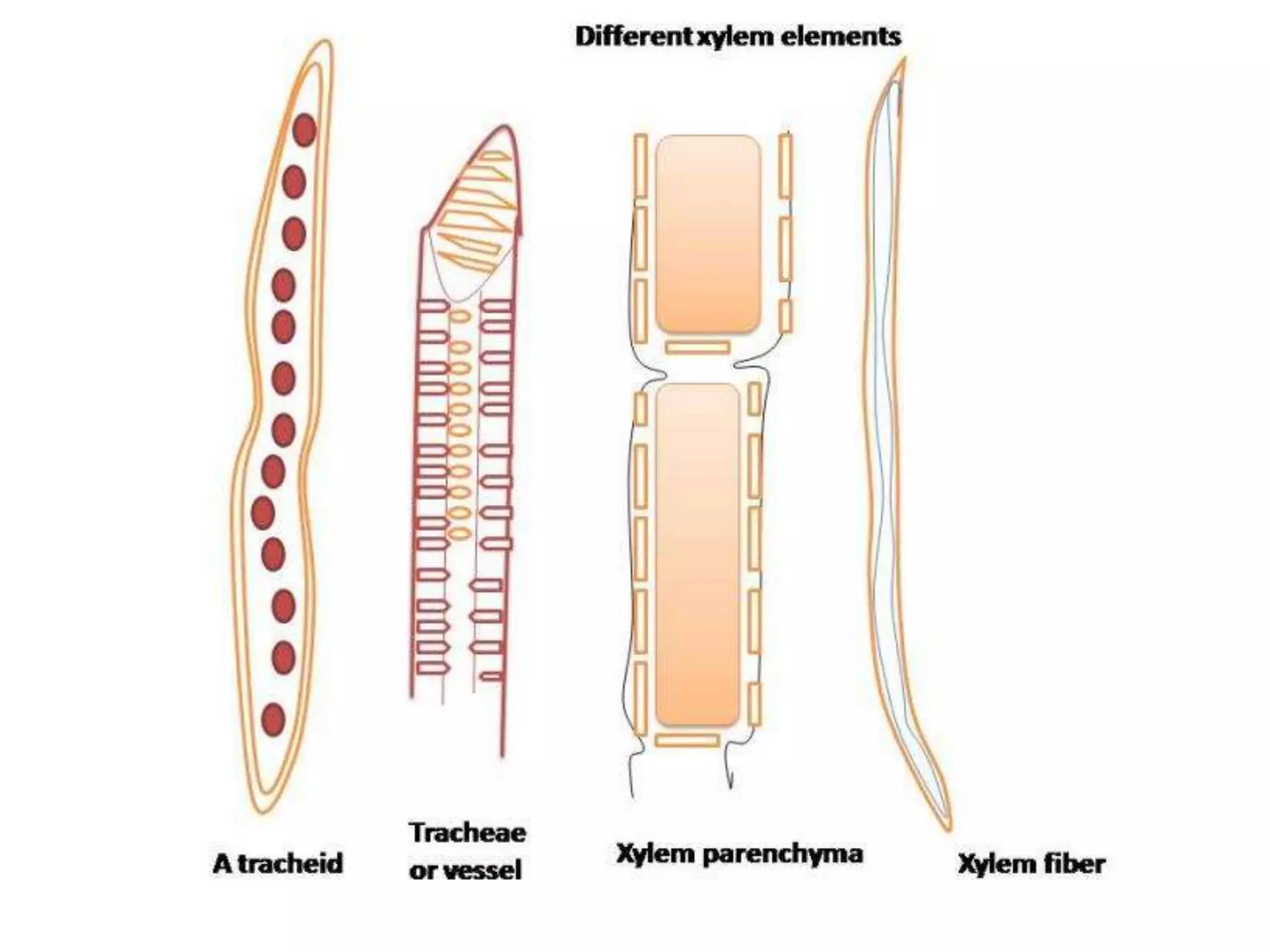 Complex permanent tissue | PPTX