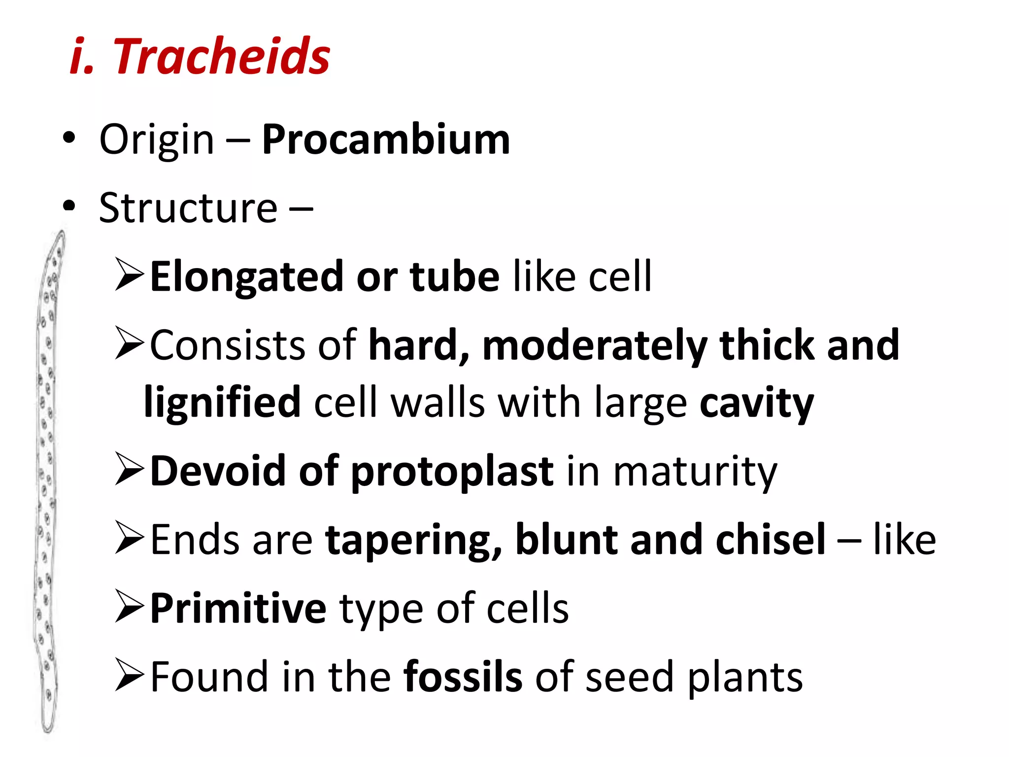 Complex permanent tissue | PPTX