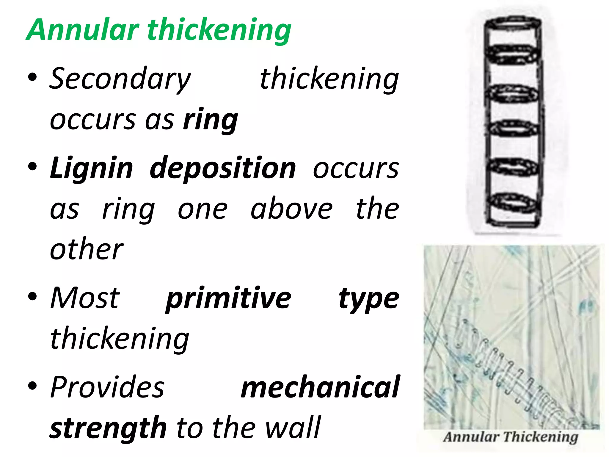 Complex permanent tissue | PPTX