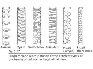 Complex permanent tissue | PPTX