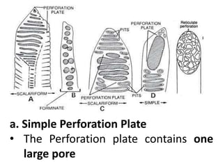 Complex permanent tissue | PPTX