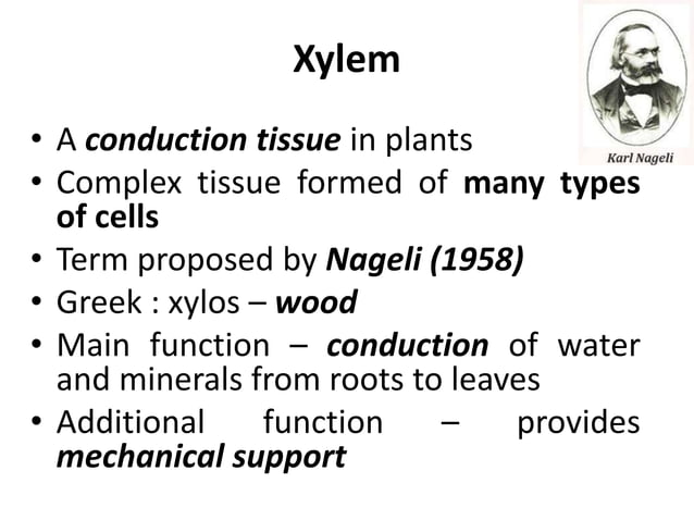 Complex permanent tissue | PPTX