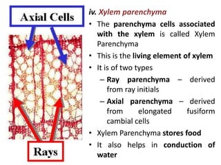 Complex permanent tissue | PPTX