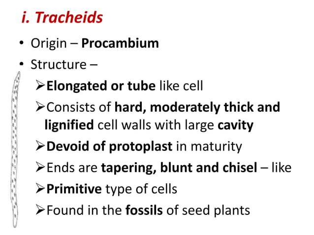 Complex permanent tissue | PPTX