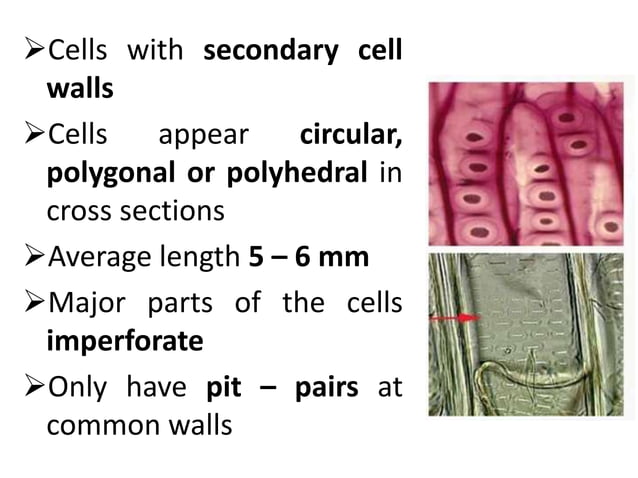 Complex permanent tissue | PPTX