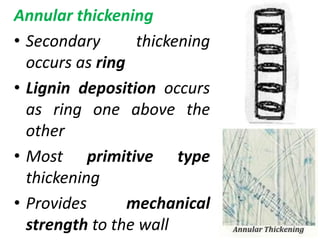 Complex permanent tissue | PPTX